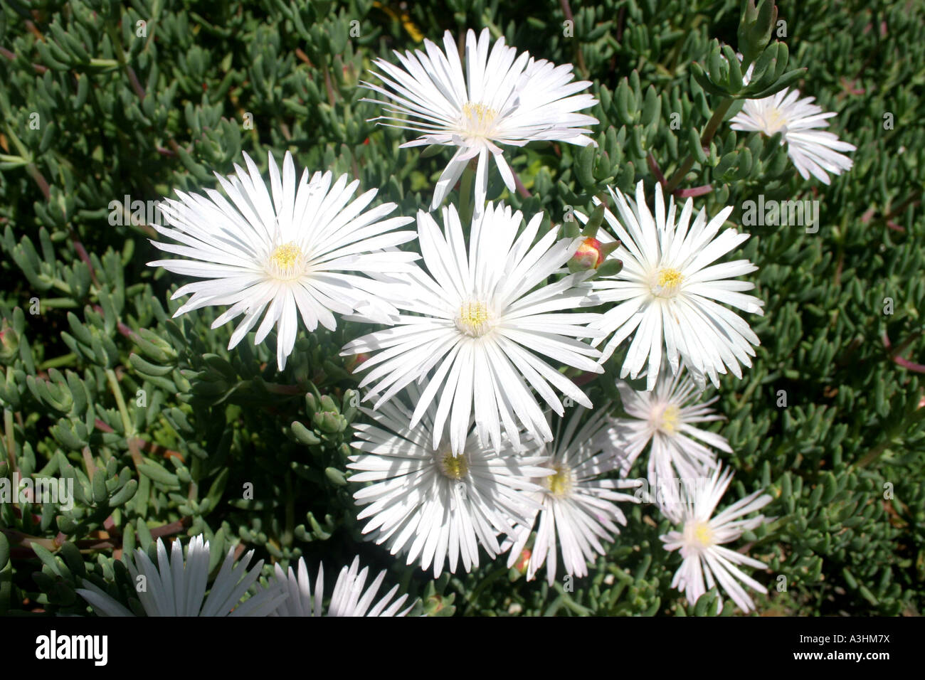 Ade 519 White Pigface or Iceplant (Lampranthus Stock Photo - Alamy