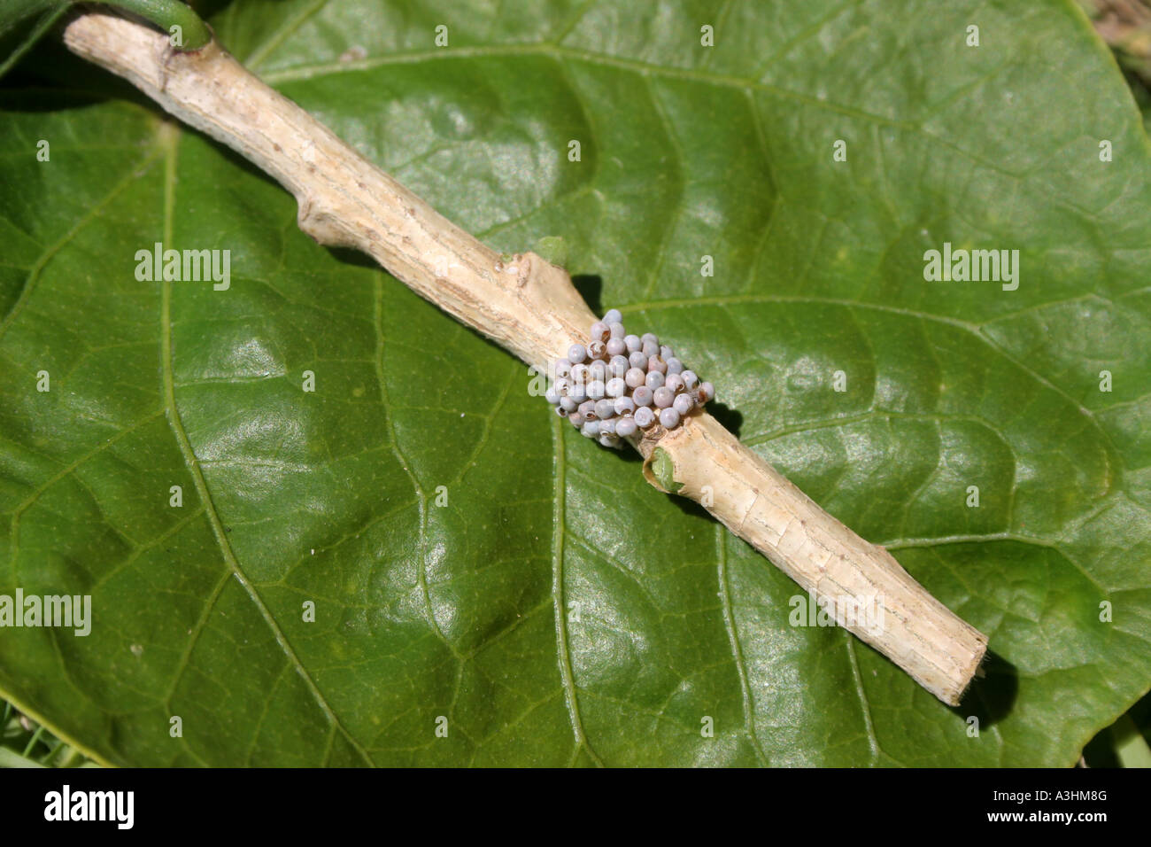 Ade 518 Eggs of the metallic Wood-borers (Fam.Buprestidae Stock Photo ...