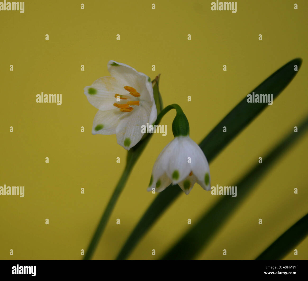 Ade 514 Snowflake(Leucojum aestivum), yellow background Stock Photo - Alamy