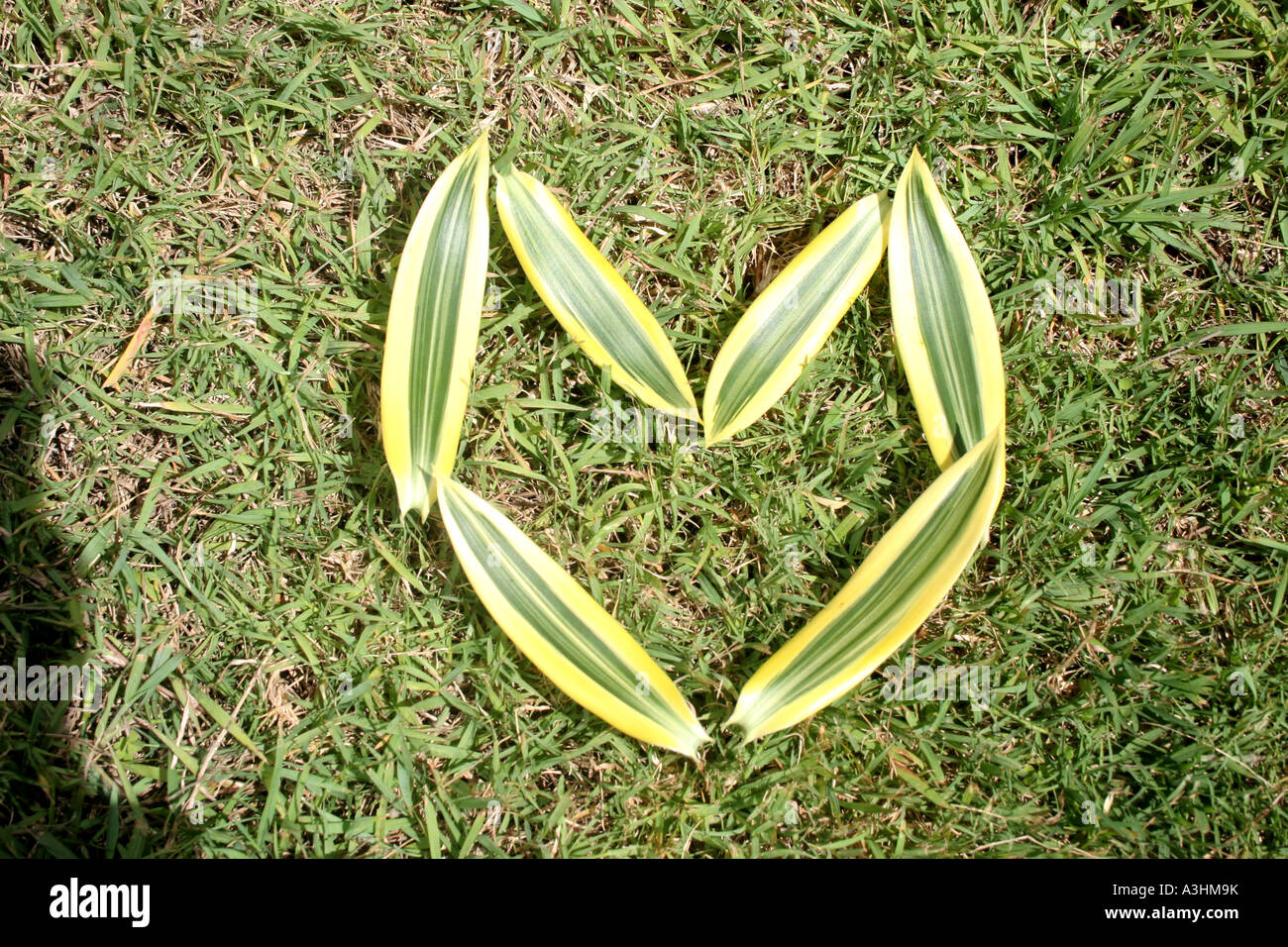 Ade 512 Heart of leaves Stock Photo - Alamy