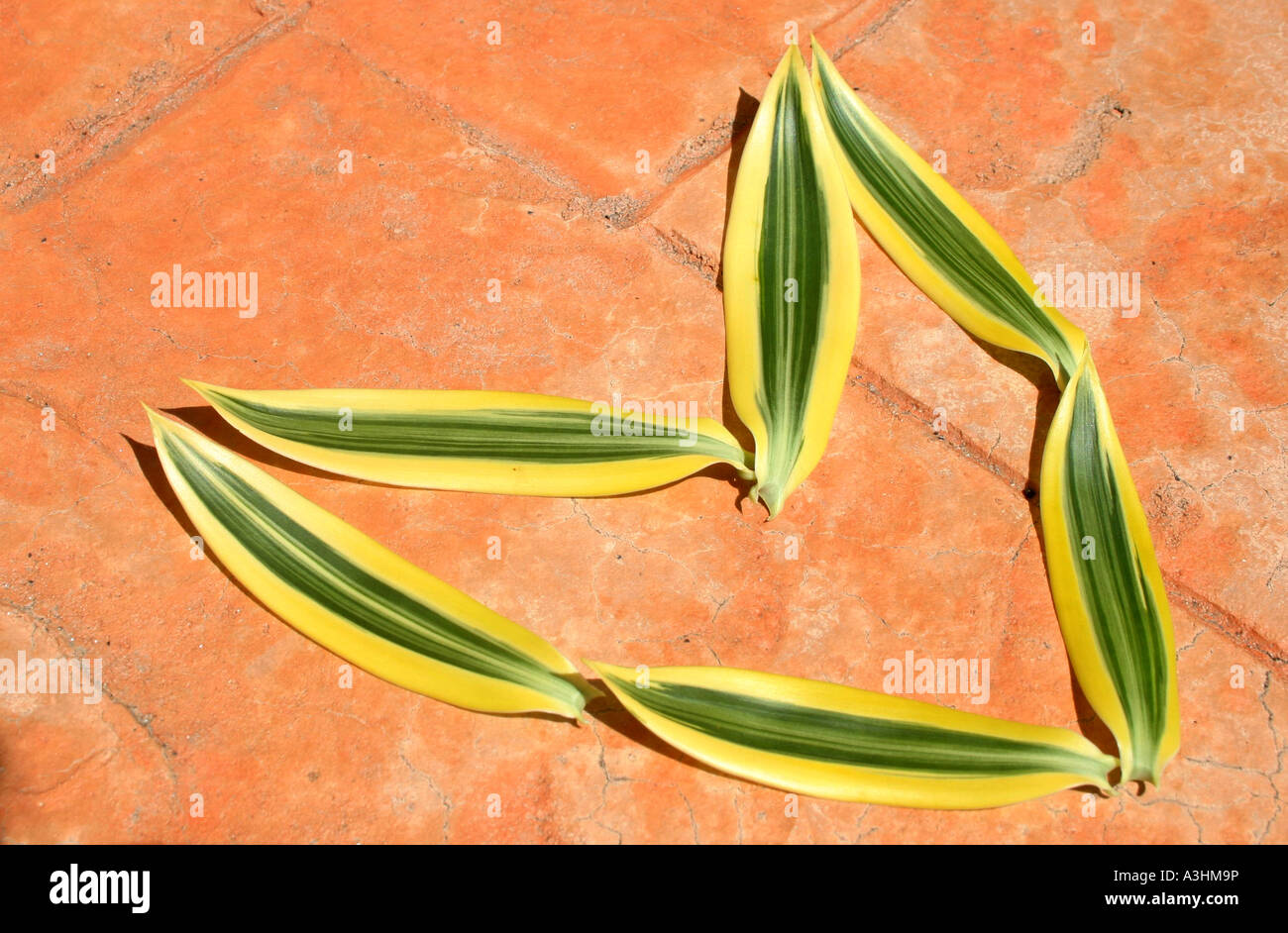 Ade 511 Heart of leaves Stock Photo - Alamy