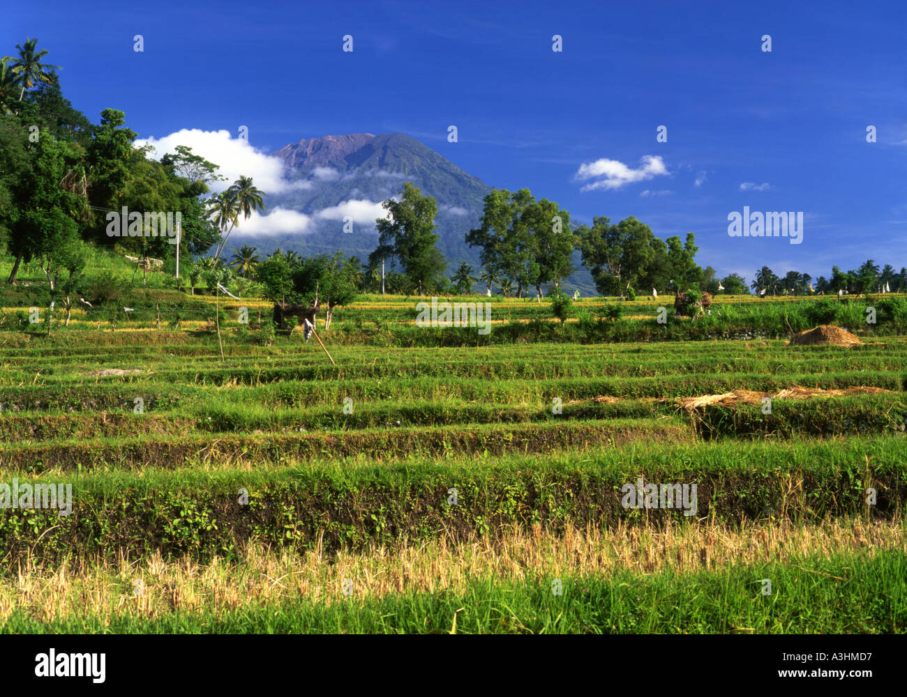 Rice terraces under a blue sky with Mount Agung towering in the ...