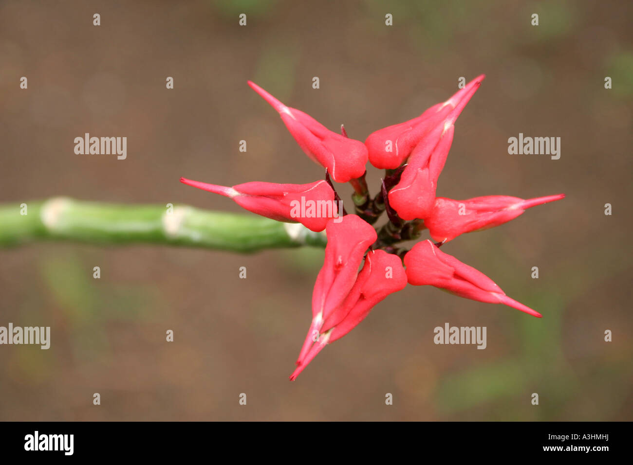 Ade 478 West IndiesRed Bird or Ribbon Cactus(Pedilanthus tithymaloides ...