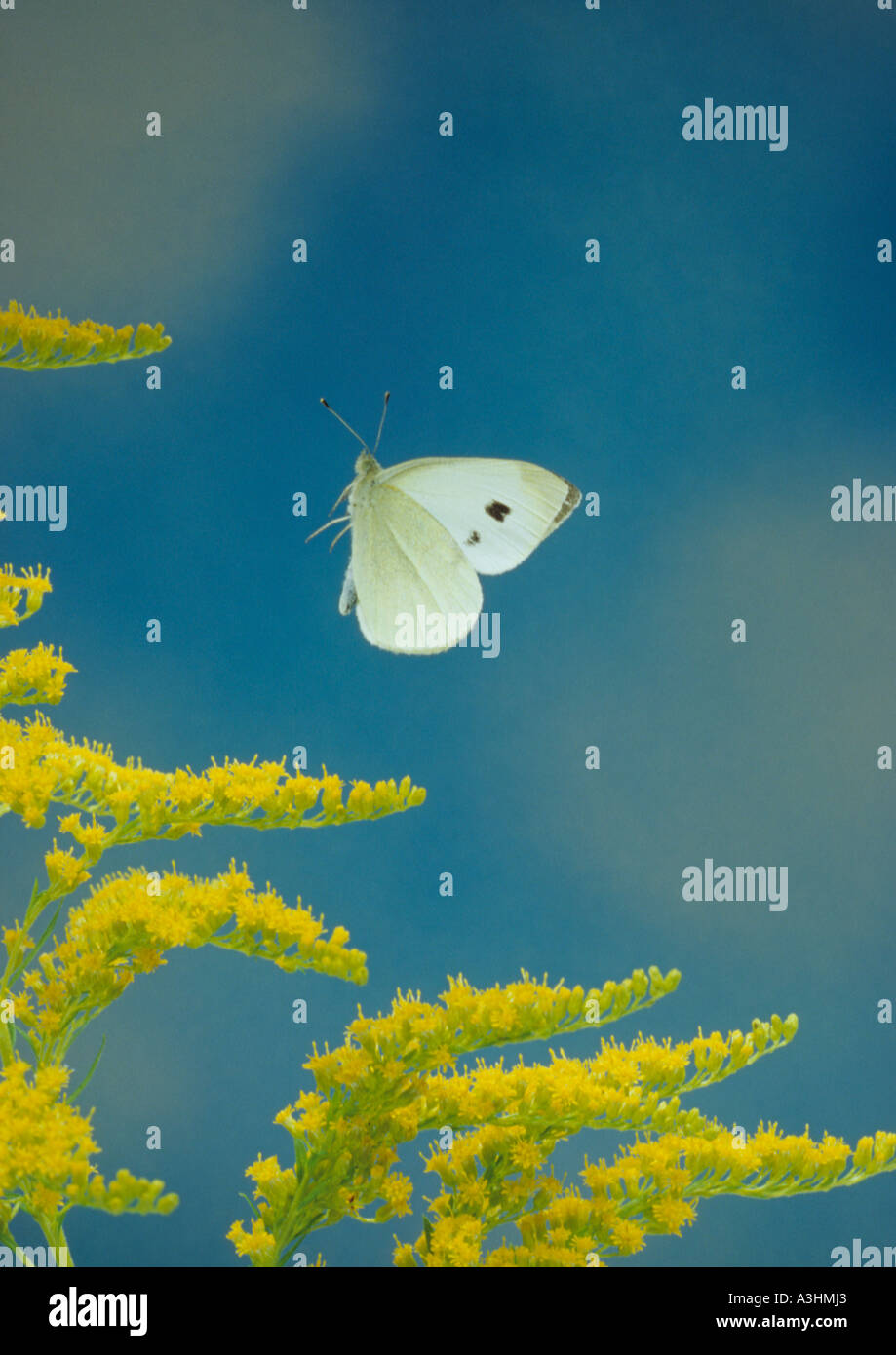 Large White Butterfly in Freeflight in the Uk Stock Photo - Alamy