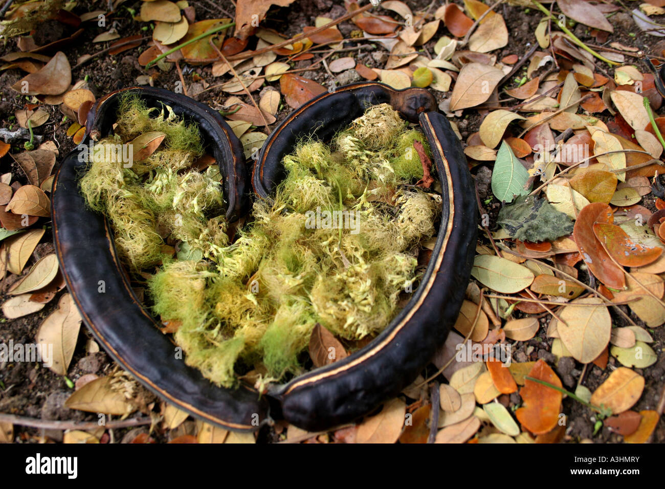 Ade 452 Heart from Rain Tree pods (Samanea saman/Pithecellobium saman ...