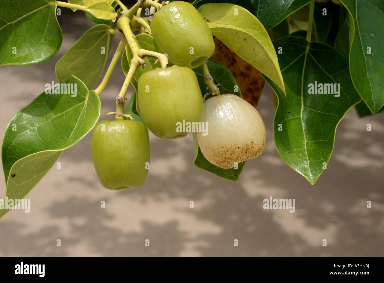 Ade 436 Fruit of Grey Mangrove (Avicennia marina Stock Photo - Alamy