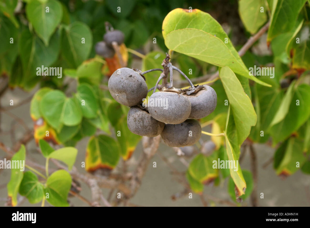 Ade 433 Fiji,Nananu Island,Fruit of Mangrove Stock Photo - Alamy