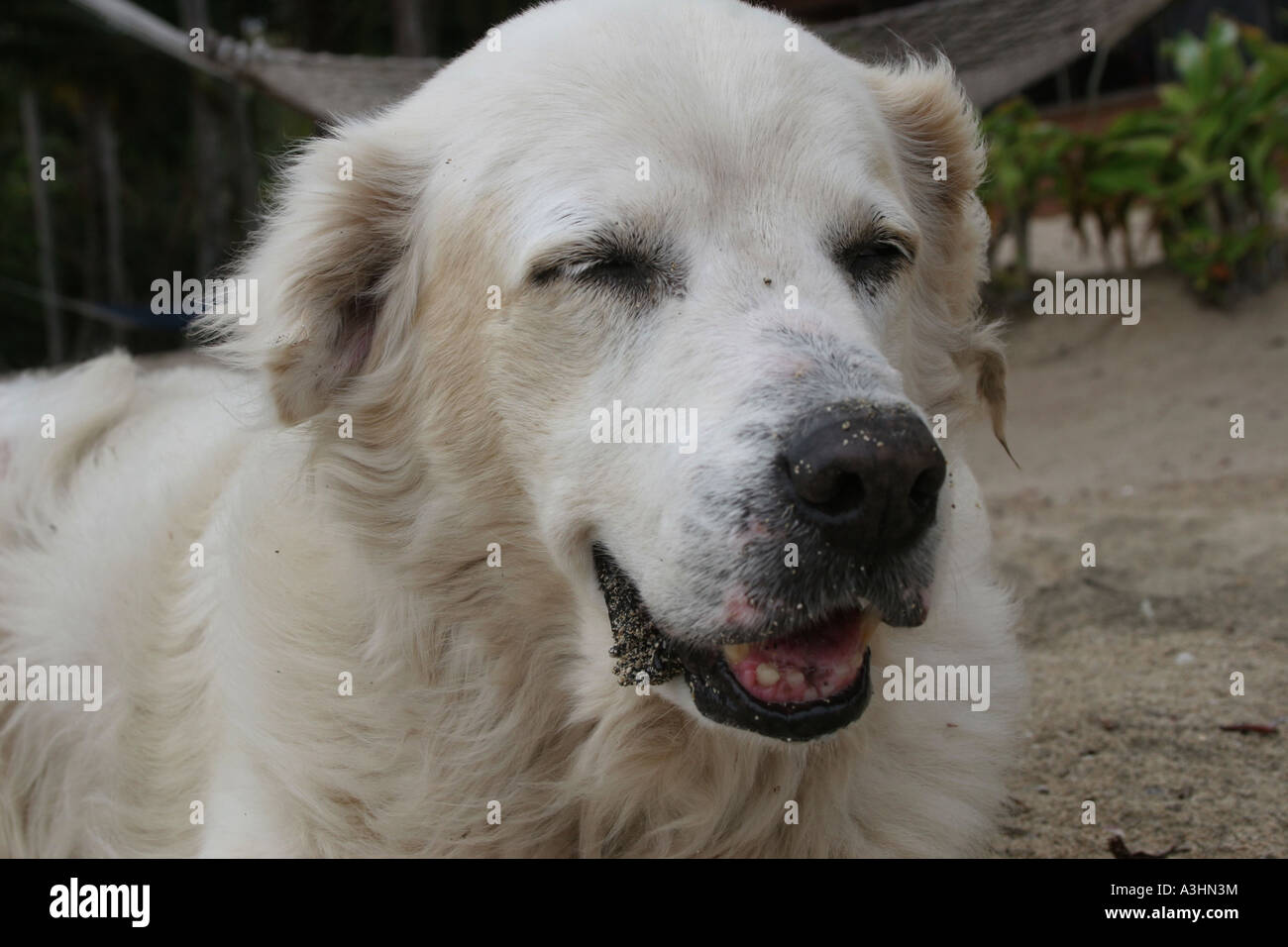 Ade 425 Old dog Stock Photo - Alamy