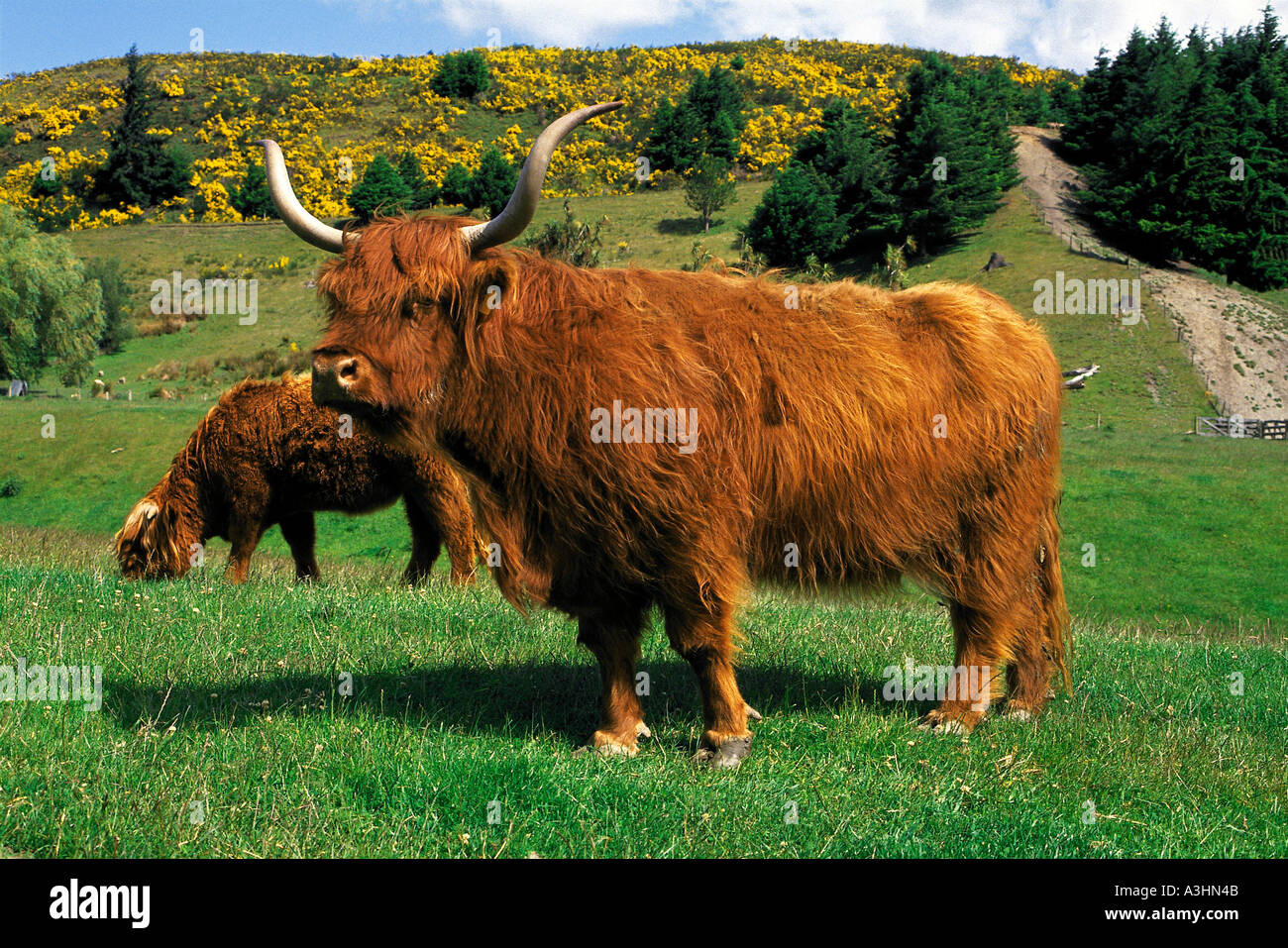 portrait of scottish highland cattle on pasture new zealand Stock Photo ...