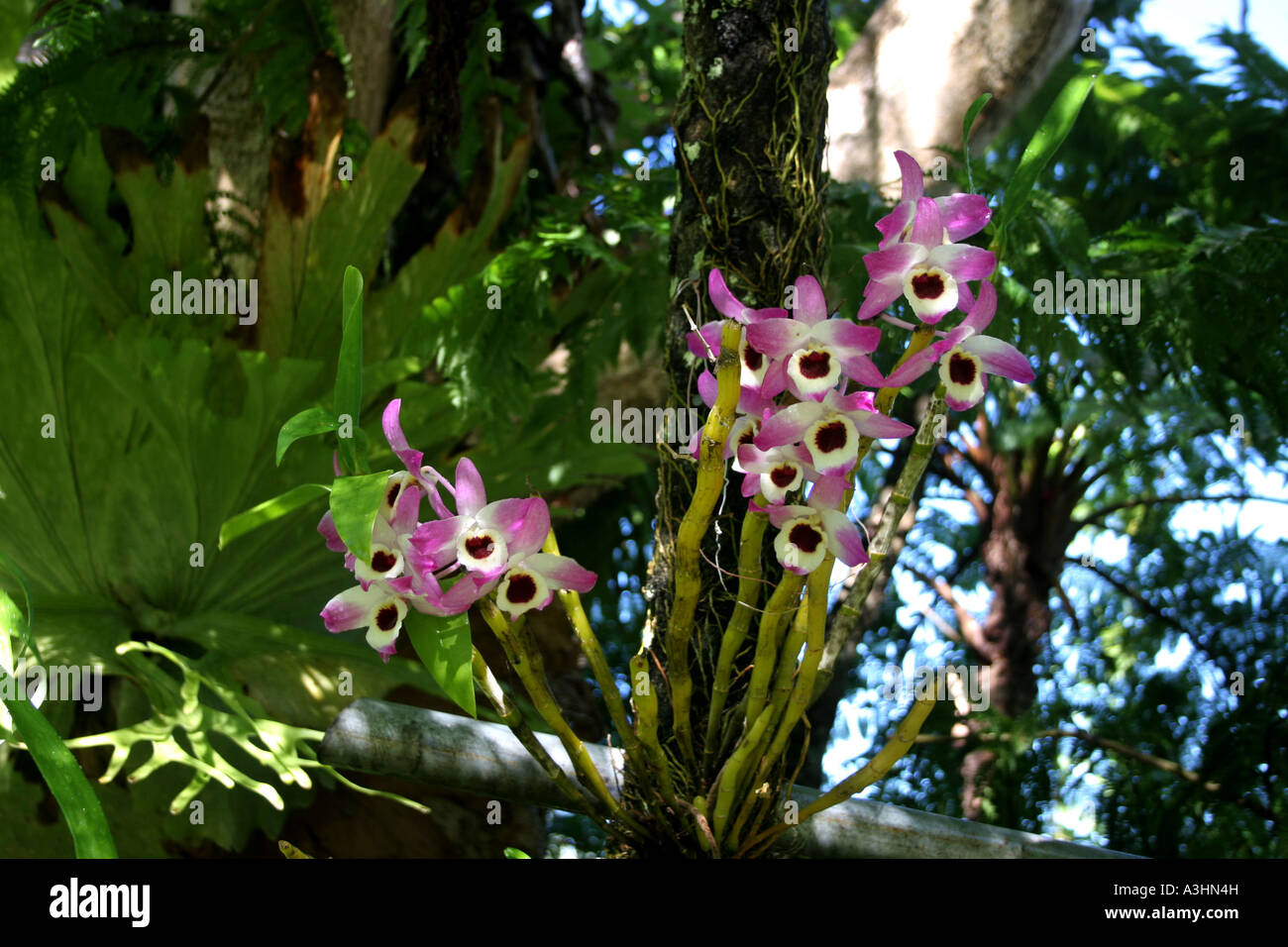 Soft cane dendrobium in tree hi-res stock photography and images - Alamy