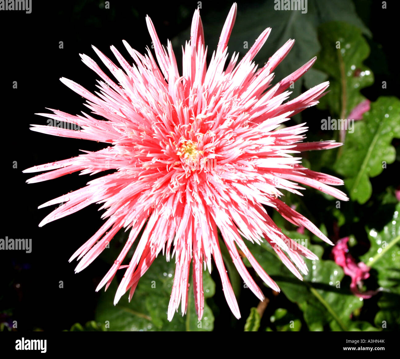 Ade 420 Pink Gerbera,double hybrid Stock Photo - Alamy