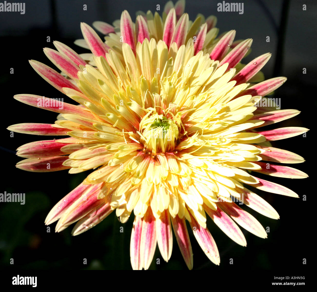 Ade 416 Gerbera,double hybrid Stock Photo - Alamy