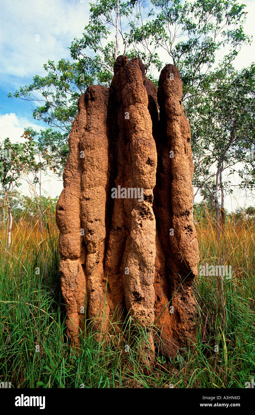 Termitenh hi-res stock photography and images - Alamy