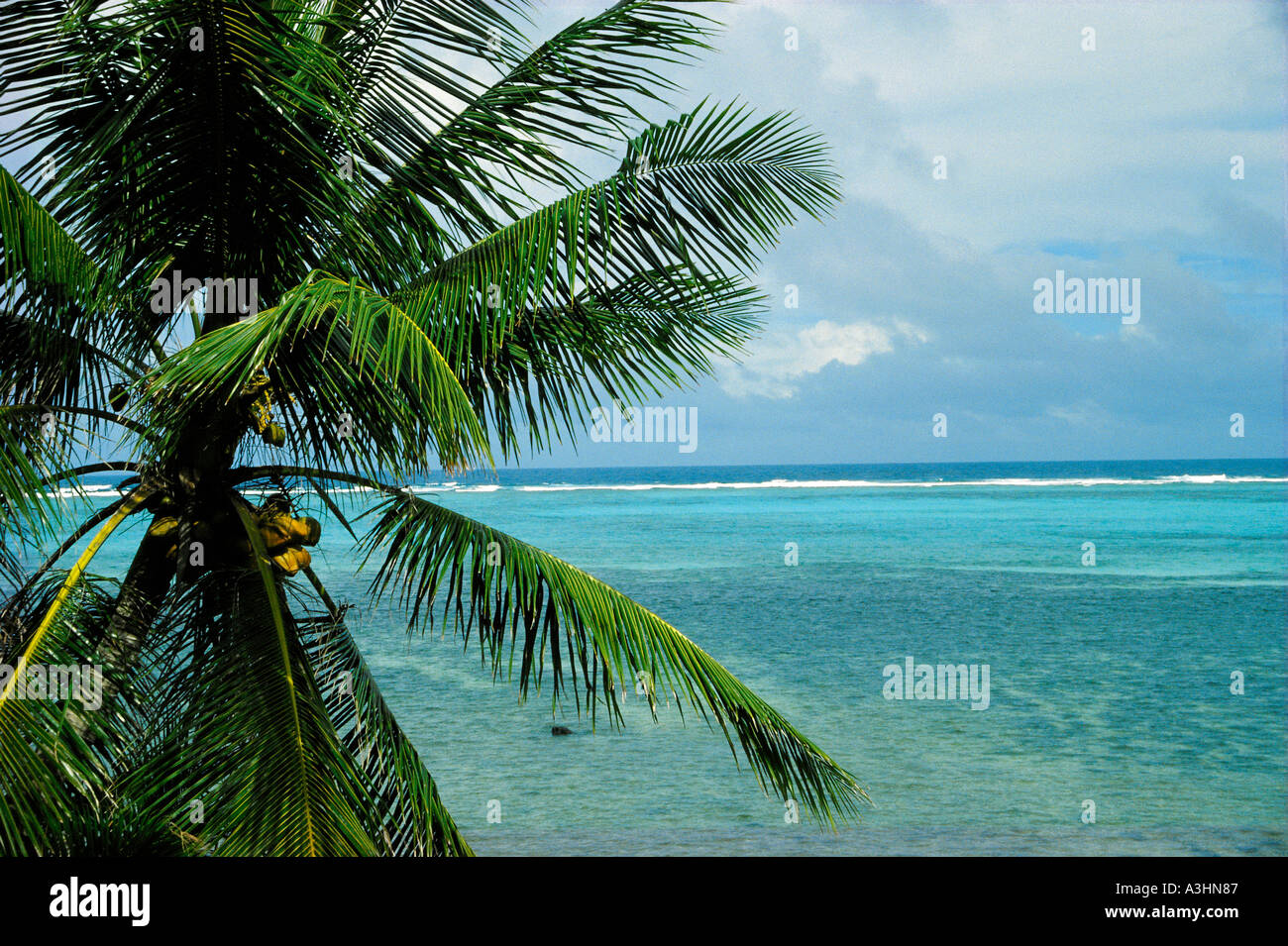 palmtree at beach island of yap compact of free assosciation with usa ...