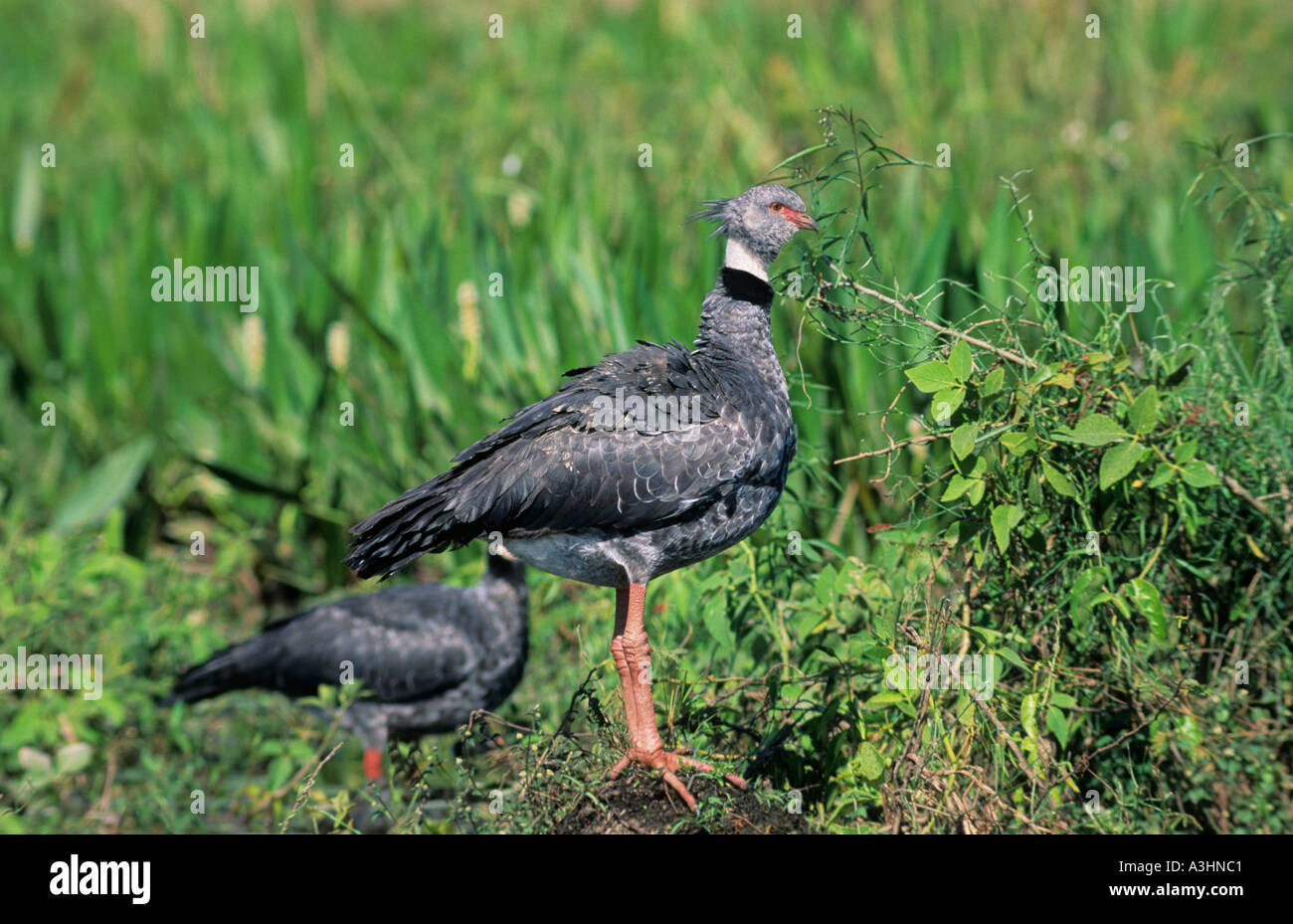 Wild Turkey Pantanal Mato Grosso do Sul Brazil Southamerica Stock Photo ...