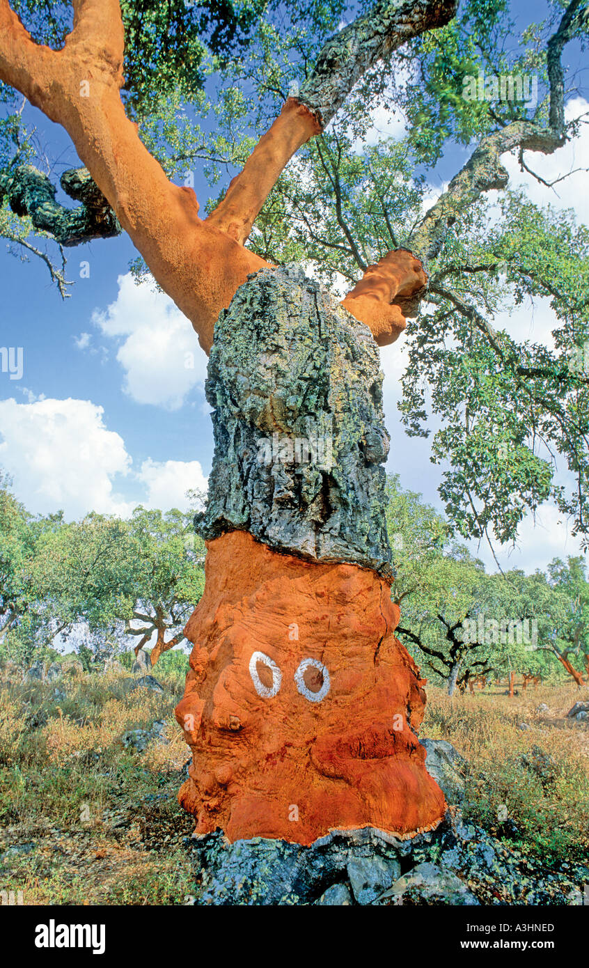 Coark tree hi-res stock photography and images - Alamy