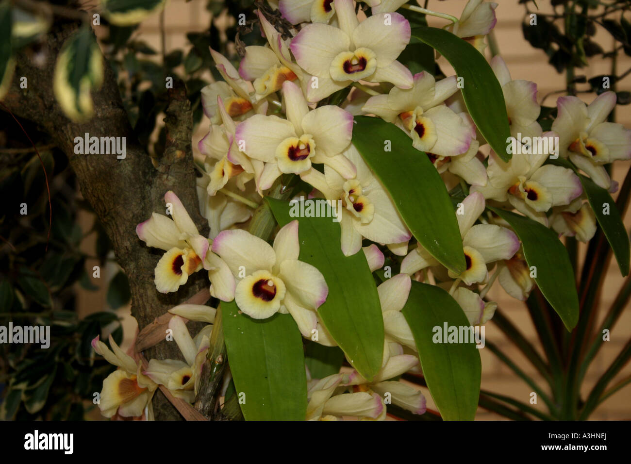 Dendrobiums hi-res stock photography and images - Alamy