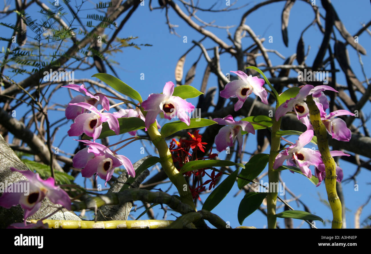 Ade 357 North India,India Dendrobium (Dendrobium nobile Stock Photo - Alamy