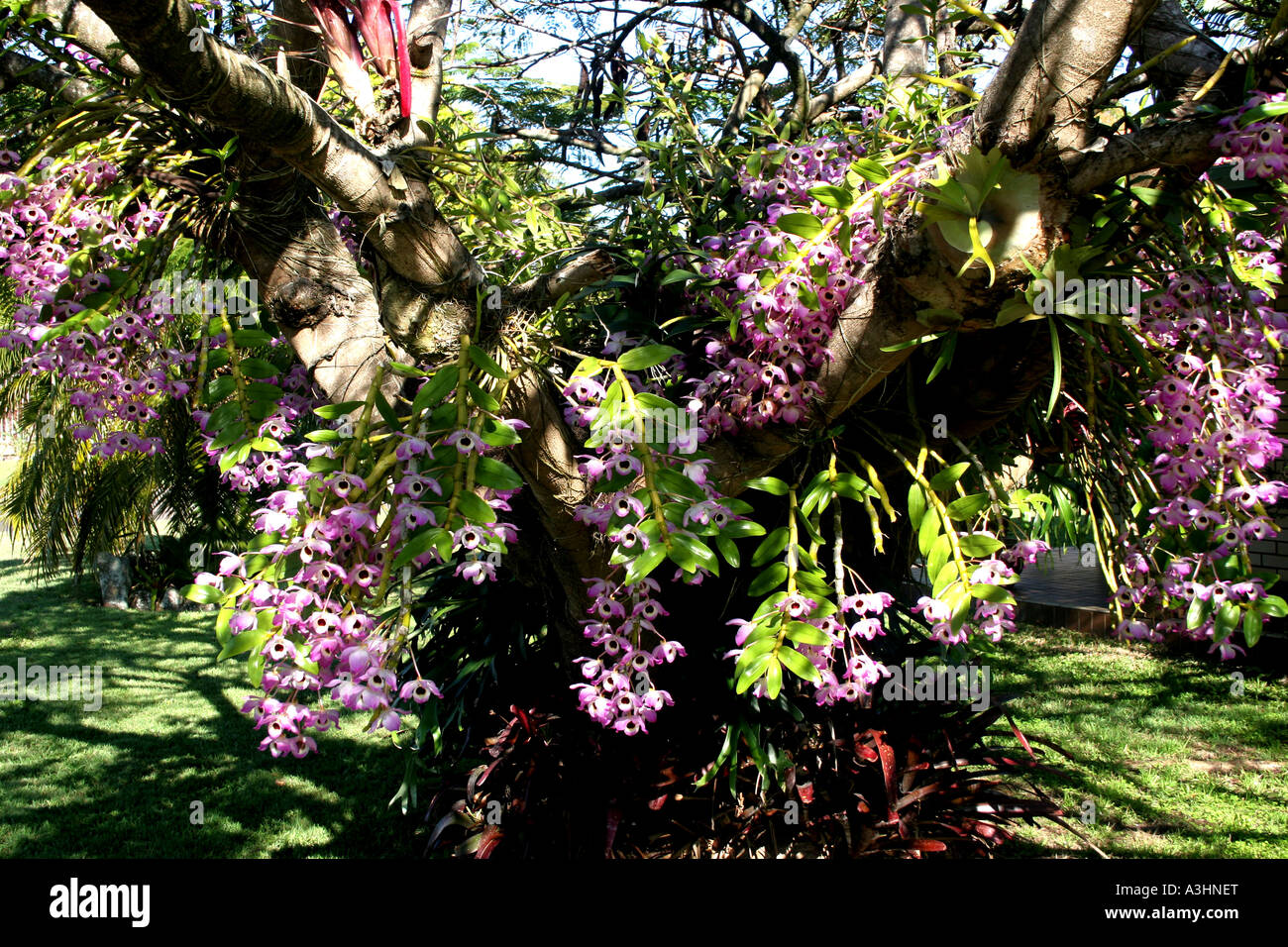 Ade 356 North India,India Dendrobium (Dendrobium nobile Stock Photo - Alamy