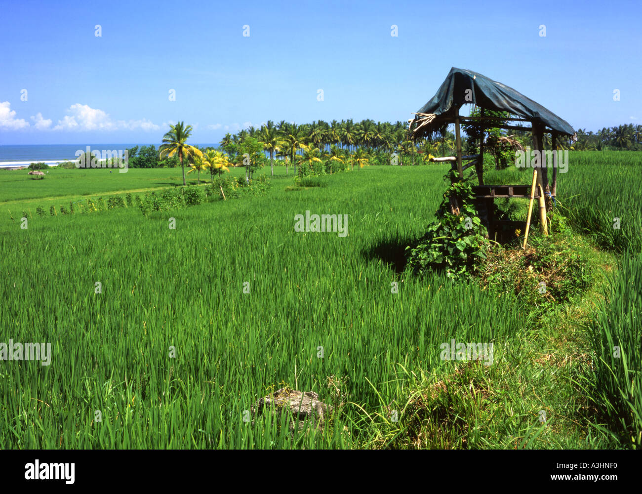 lush green rice paddy sea behind west coast of bali indonesia Stock ...