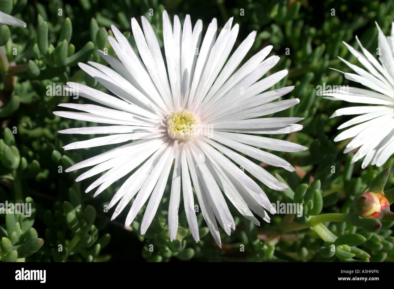 Ade 352 White pigface(Lampranthus Stock Photo - Alamy