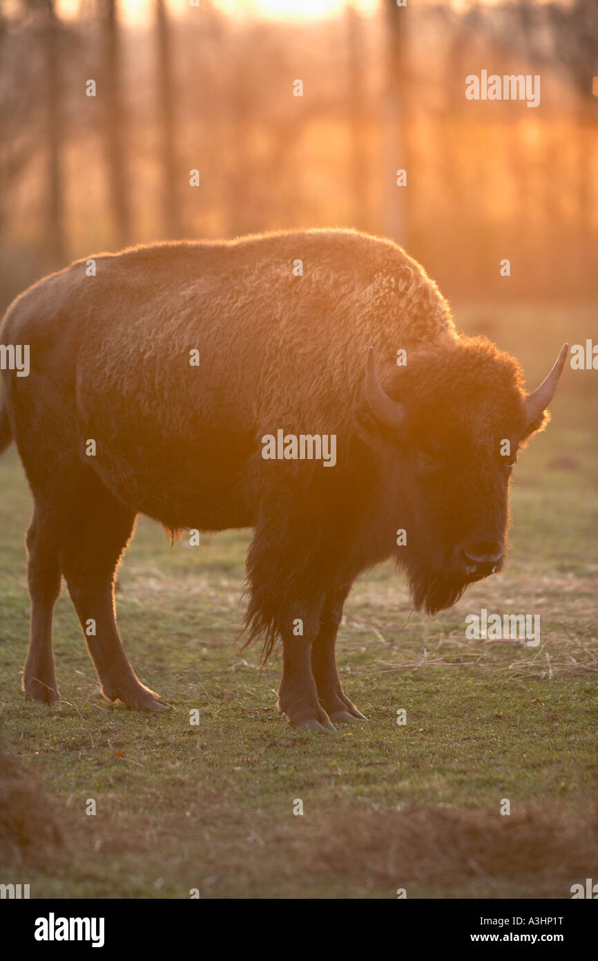 American bison full body hi-res stock photography and images - Alamy