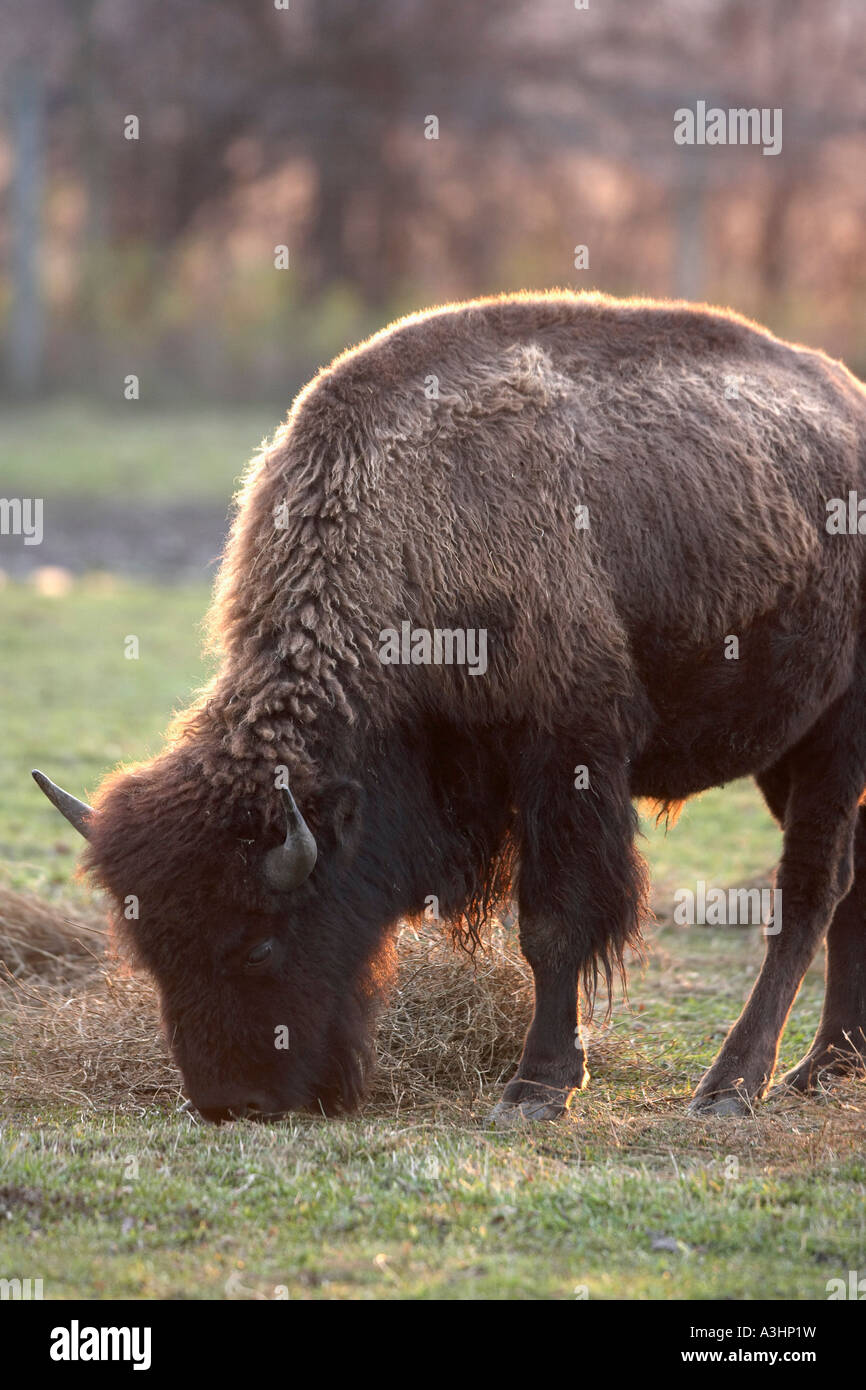 Bison Eating, Barrie, Ontario, Canada Stock Photo - Alamy