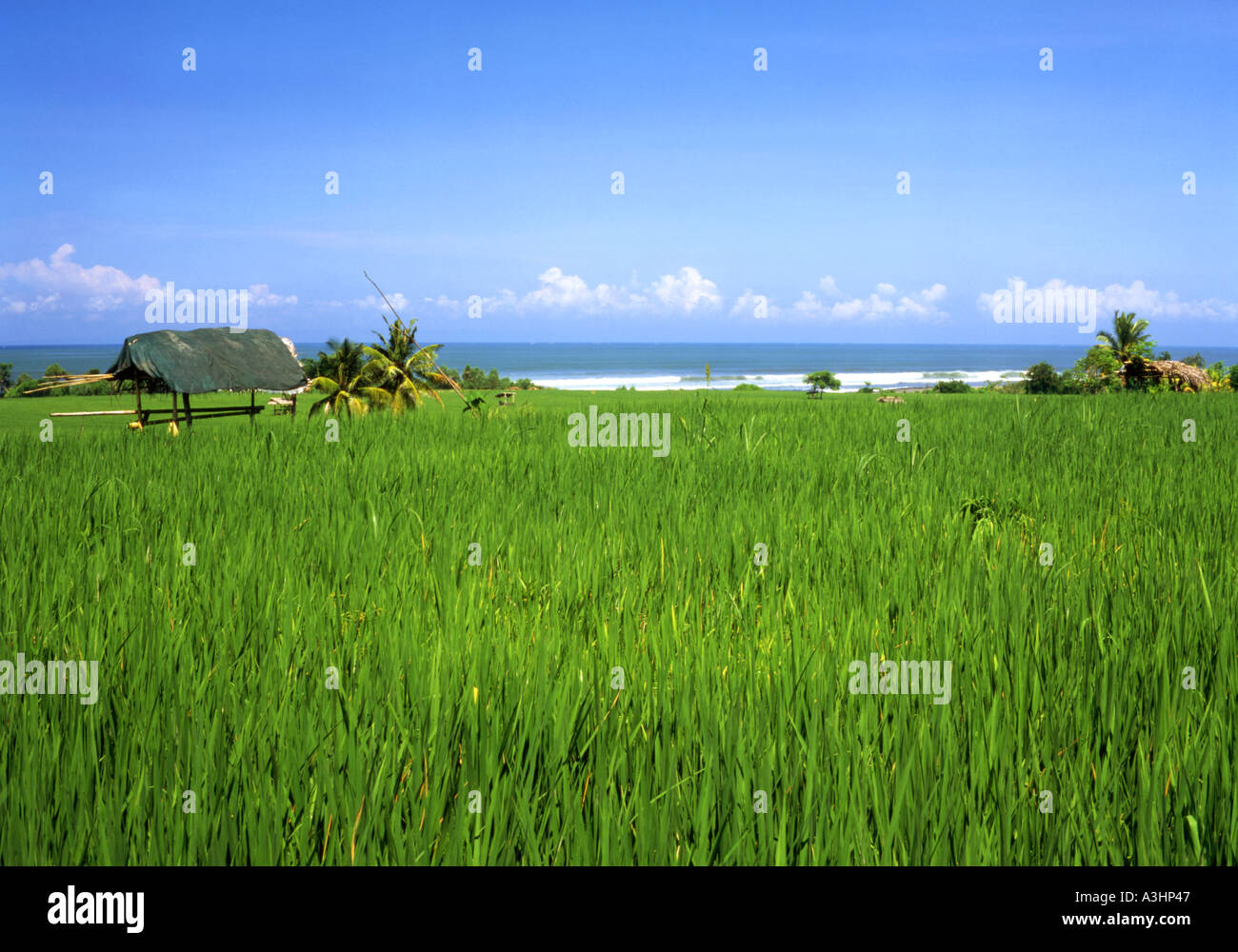 field of lush green ripening rice on the west coast of bali Stock Photo ...