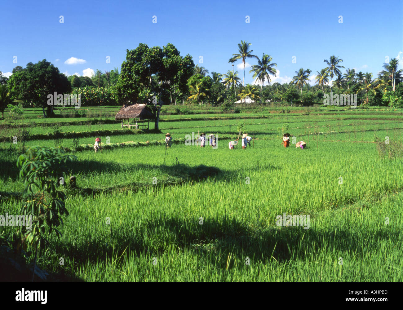 Local field workers labour in a lush green rice field under a blue sky ...