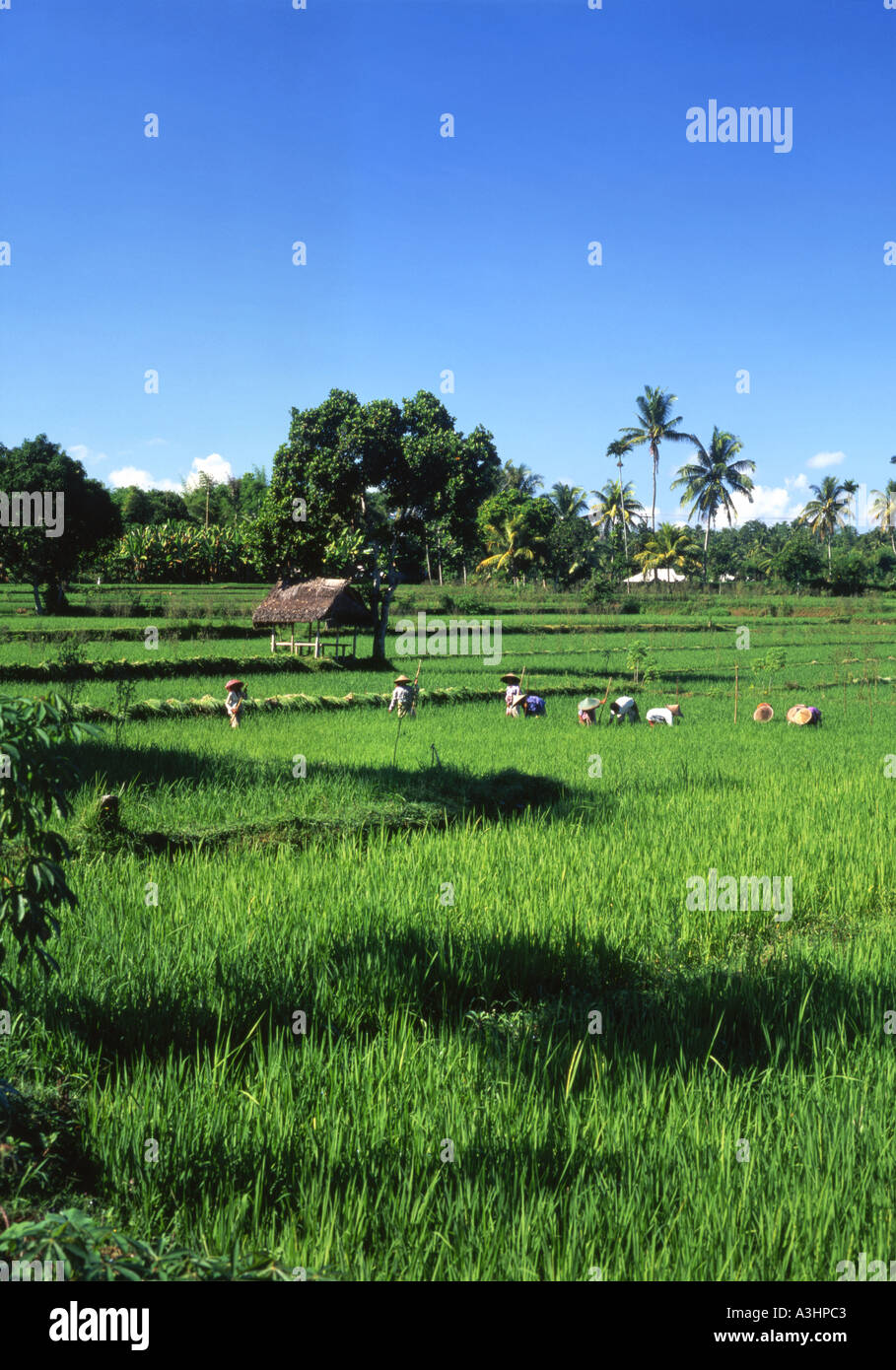 Local field workers labour in a lush green rice field under a blue sky ...