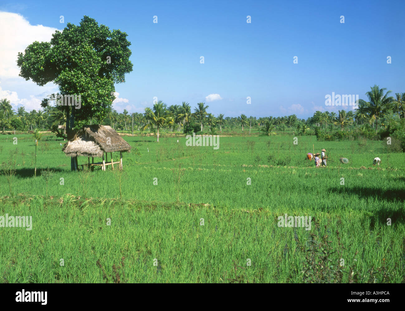 Local field workers labour in a lush green rice field under a blue sky ...