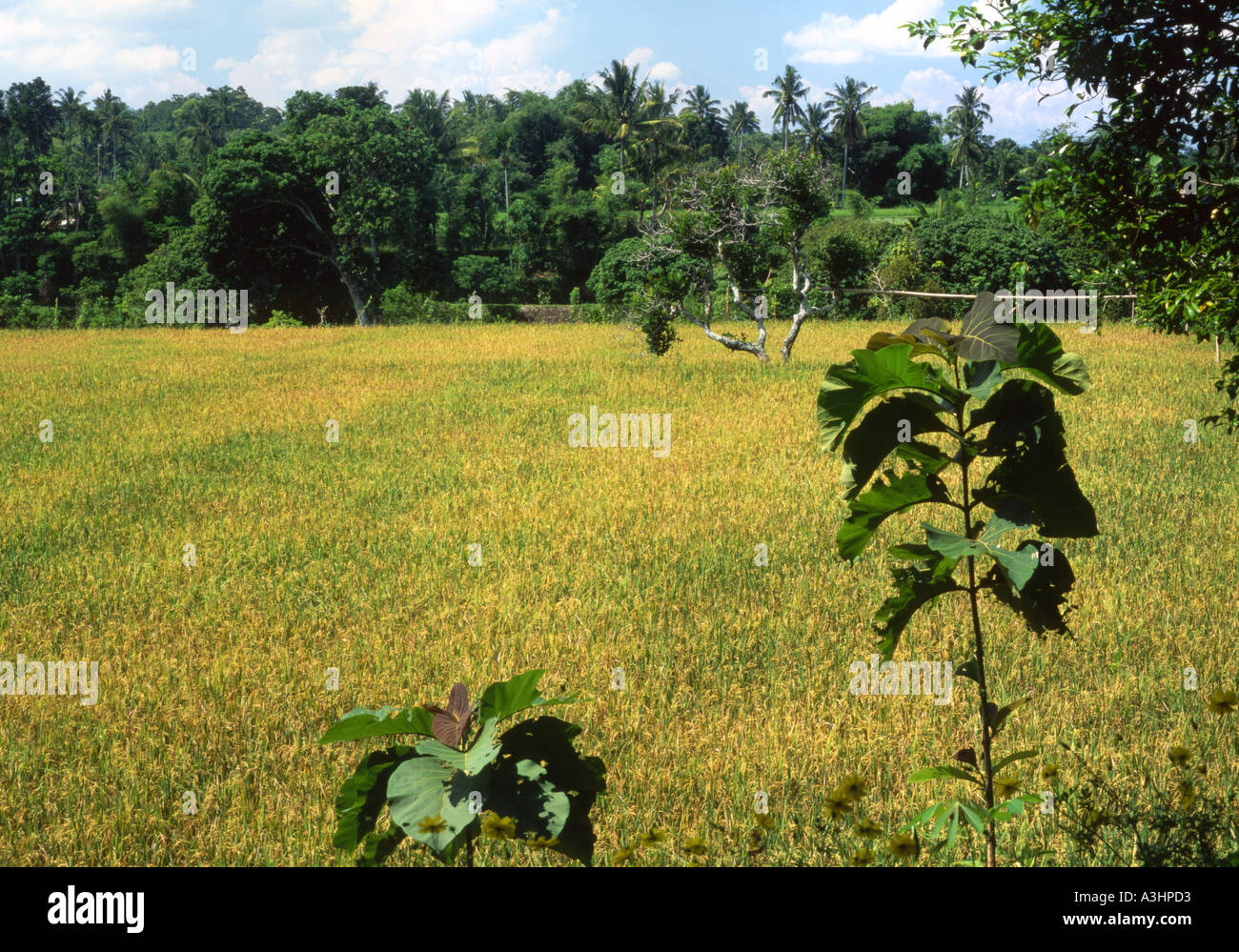 Large field of ripening rice as harvest time approaches Tete Batu East ...