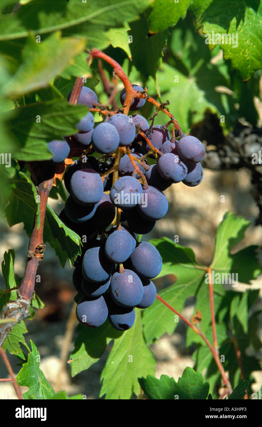 grape greek cyprus Stock Photo - Alamy