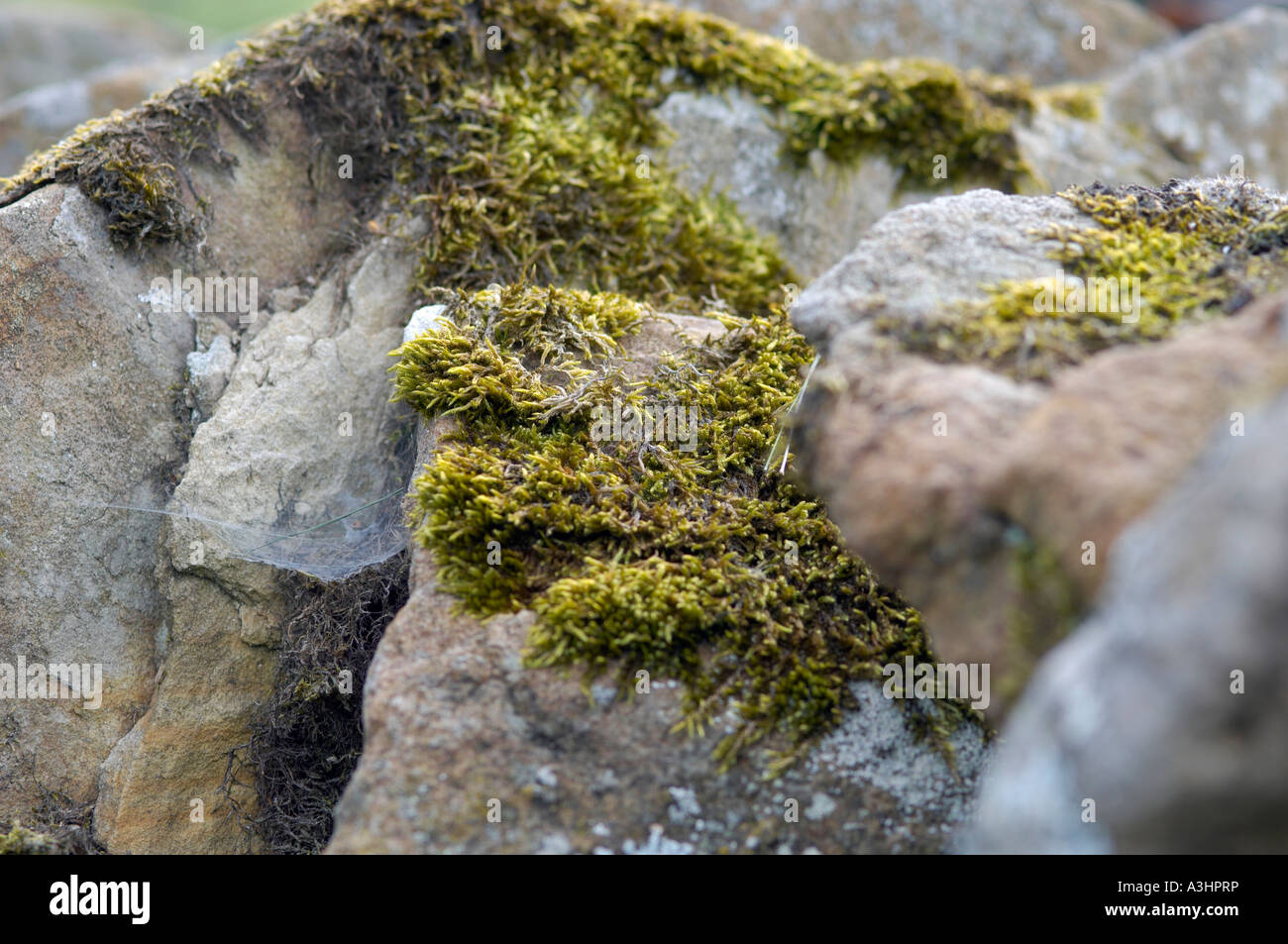 Close-up of moss and lichen growing on a drystone wall in the UK Stock ...
