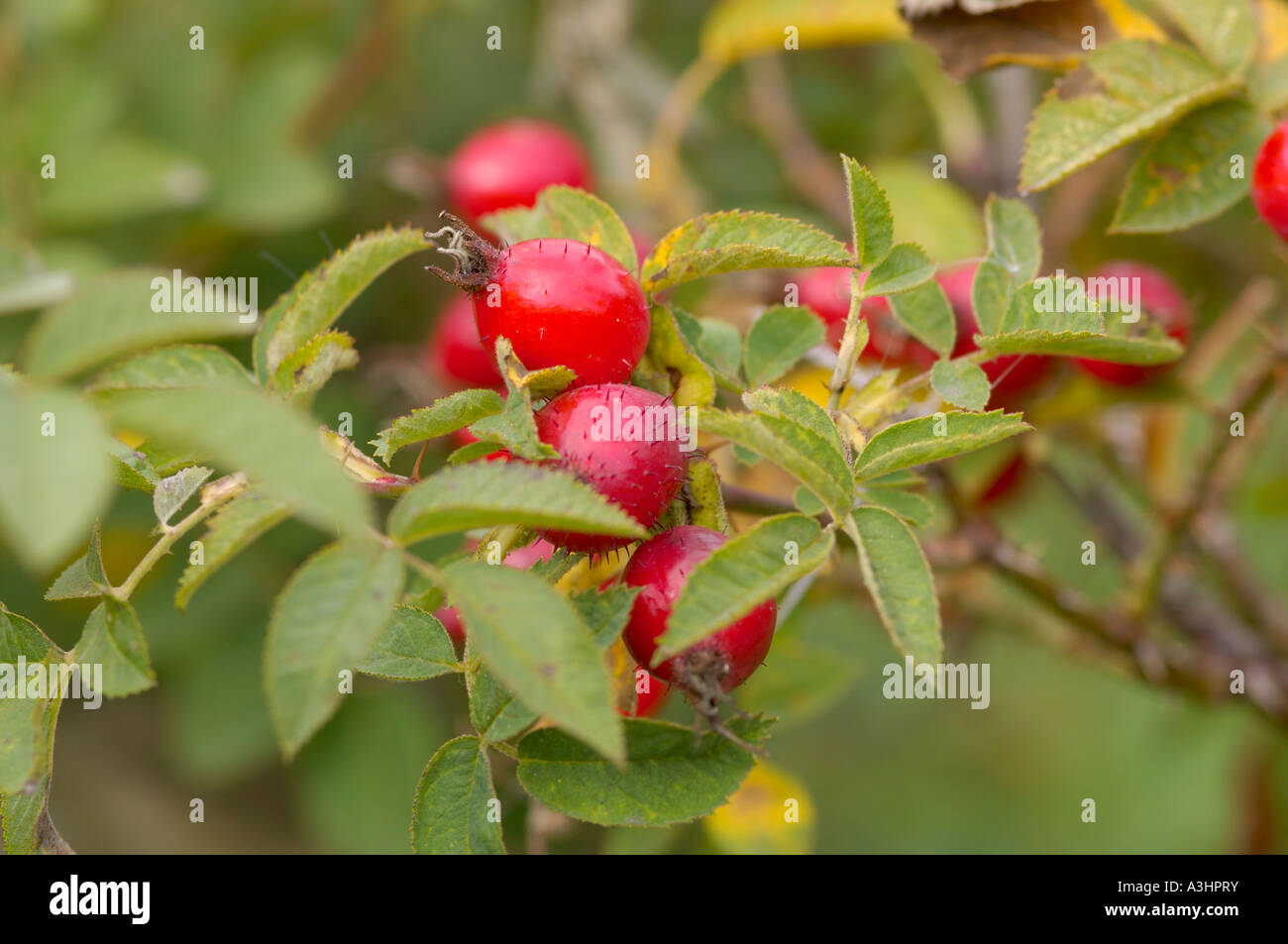 Red rose hips on a wild rose growing in a UK hedge row Stock Photo - Alamy