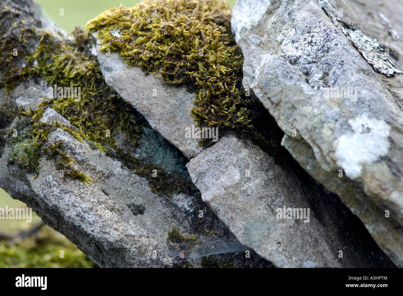 Close-up of moss and lichen growing on a drystone wall in the UK Stock ...