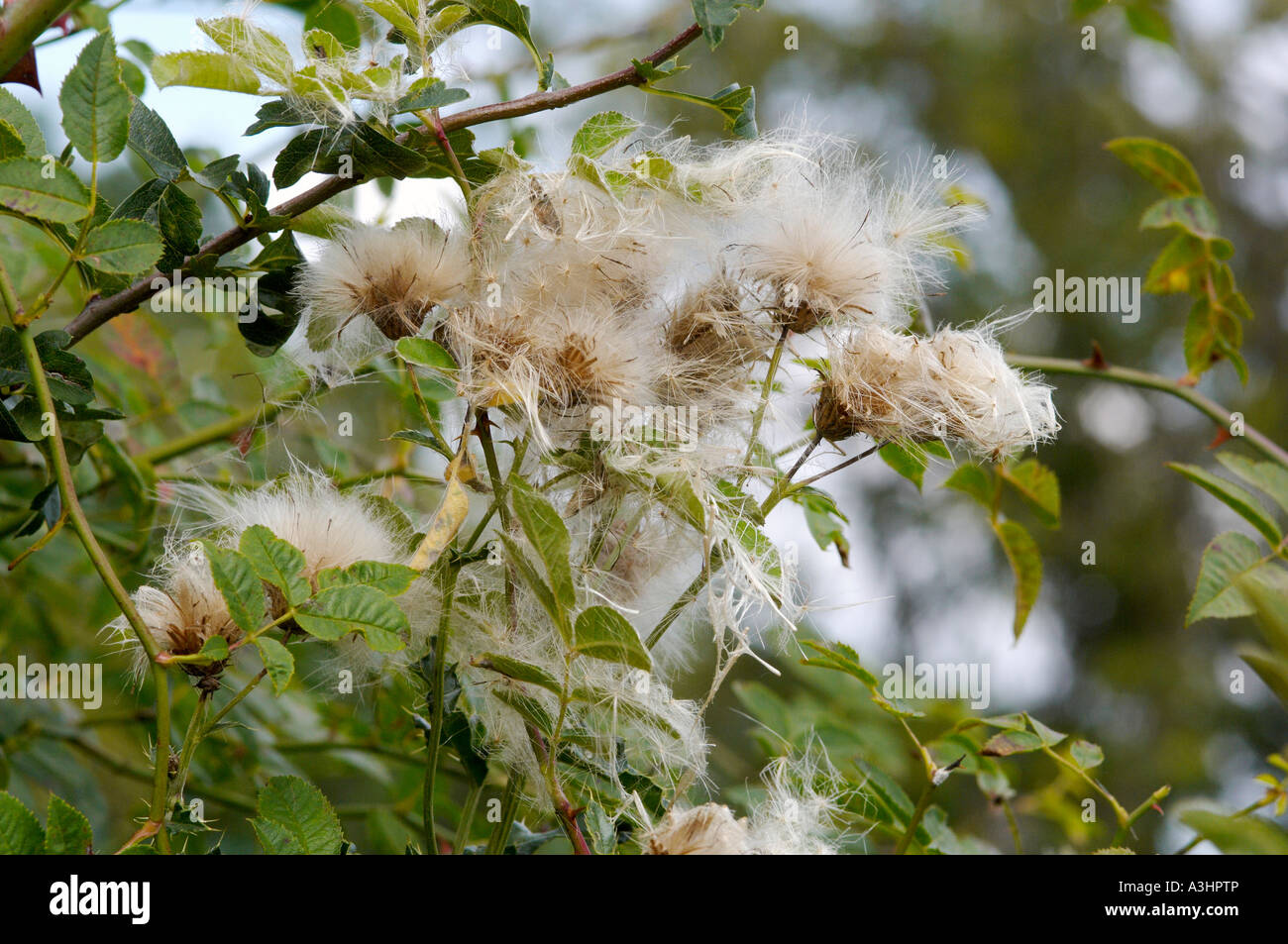 Fluffy seed heads growing through a Dog rose growing in a UK hedgerow ...
