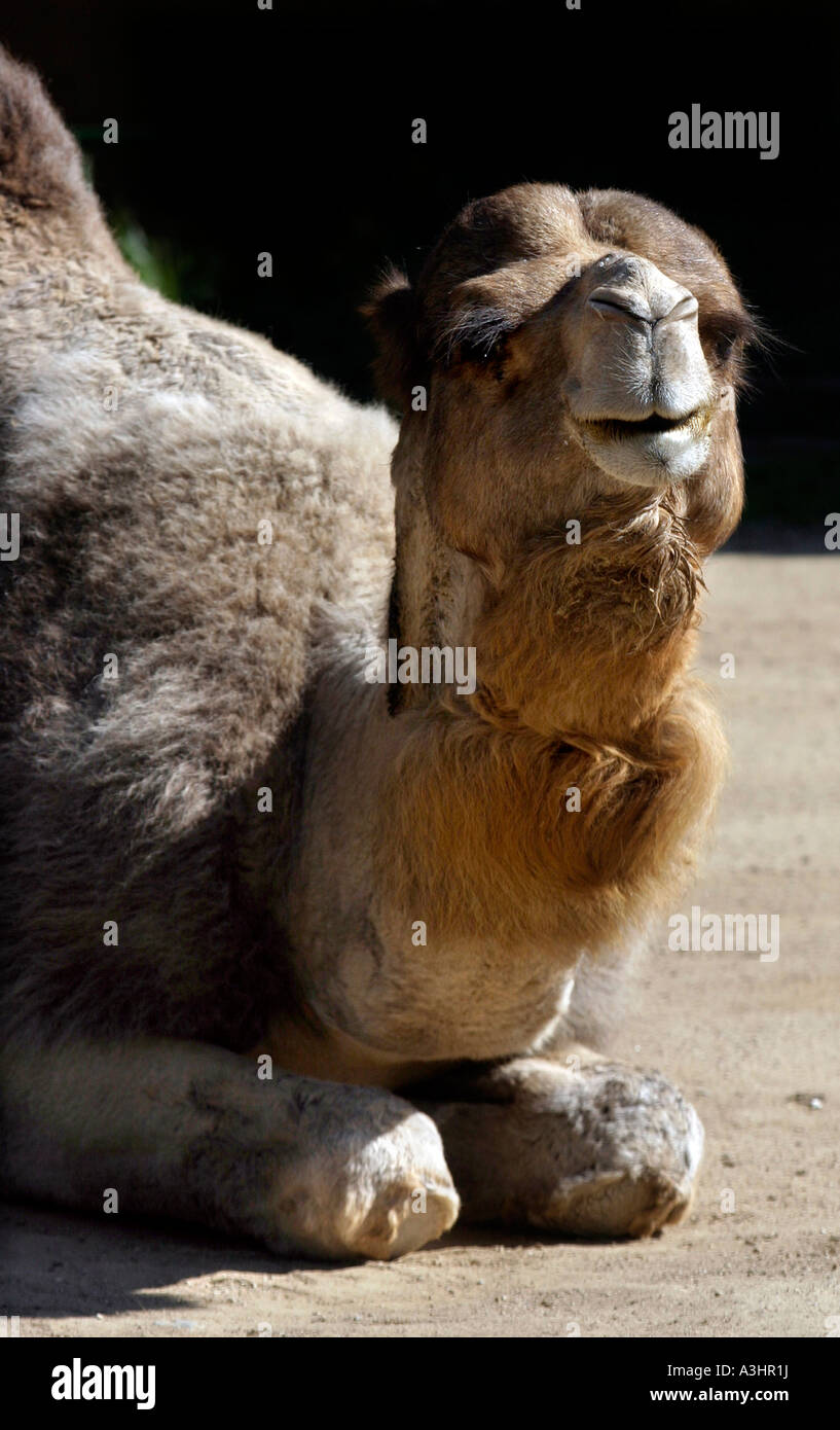 A camel at Barcelona Zoo, Spain Stock Photo - Alamy