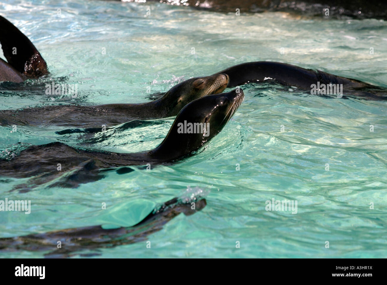 Barcelona zoo lions hi-res stock photography and images - Alamy
