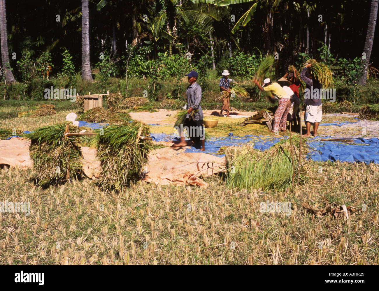 field workers gather rice together during the rice harvest near ...