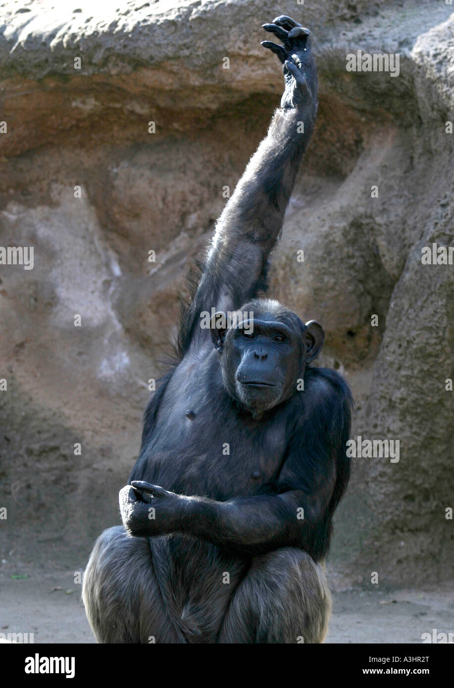 Chimpanzee in Barcelona Zoo, Spain Stock Photo - Alamy
