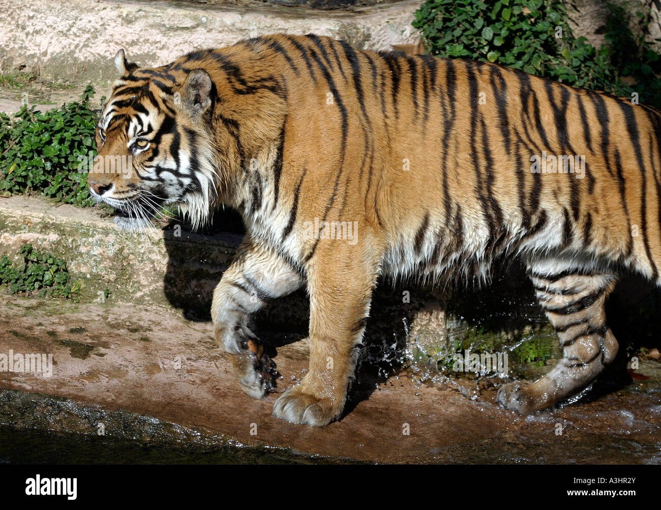 Asian tiger in Barcelona Zoo, Spain Stock Photo - Alamy