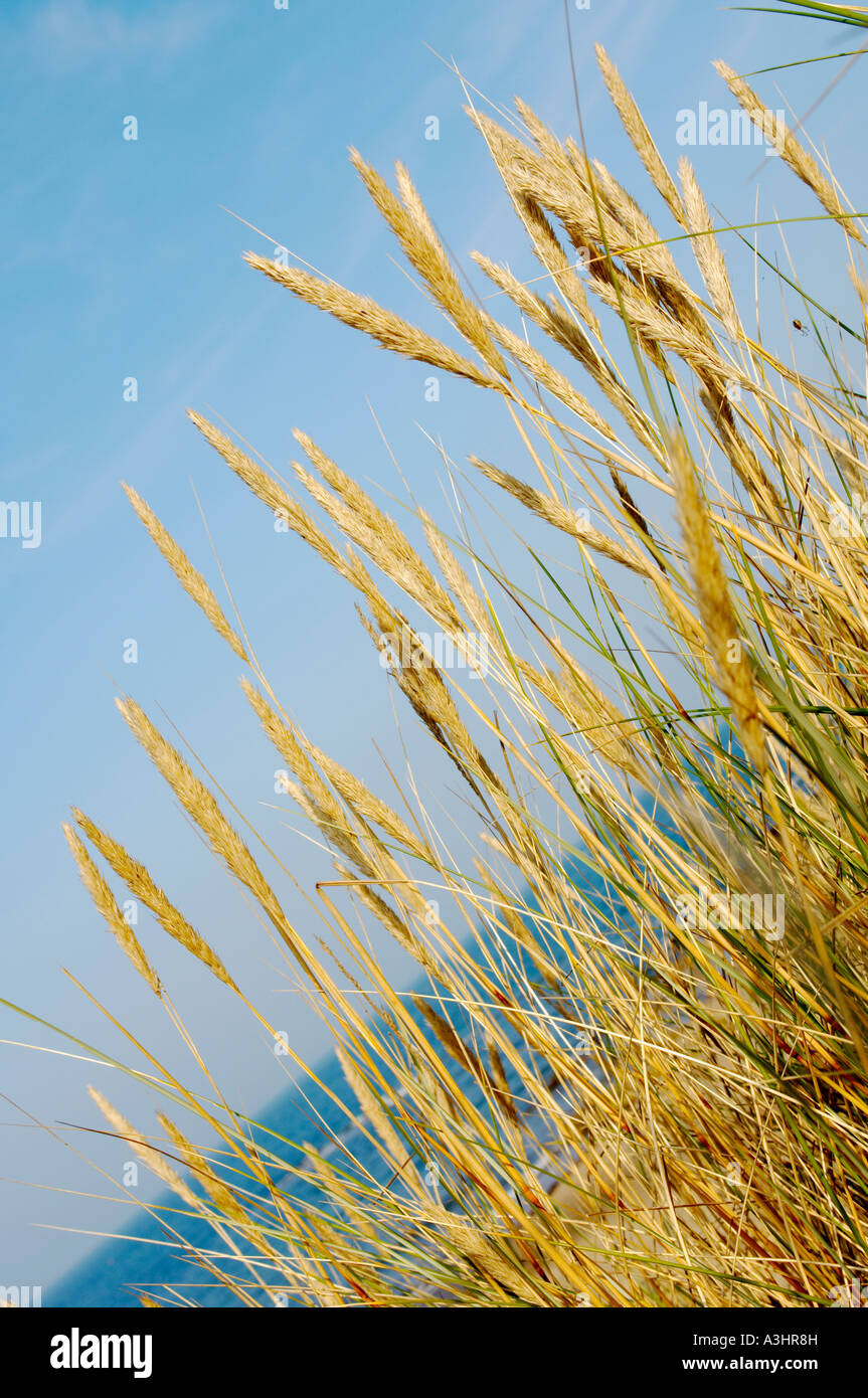 Angled shot from the grassy sand dunes of Amble Link beach with the ...