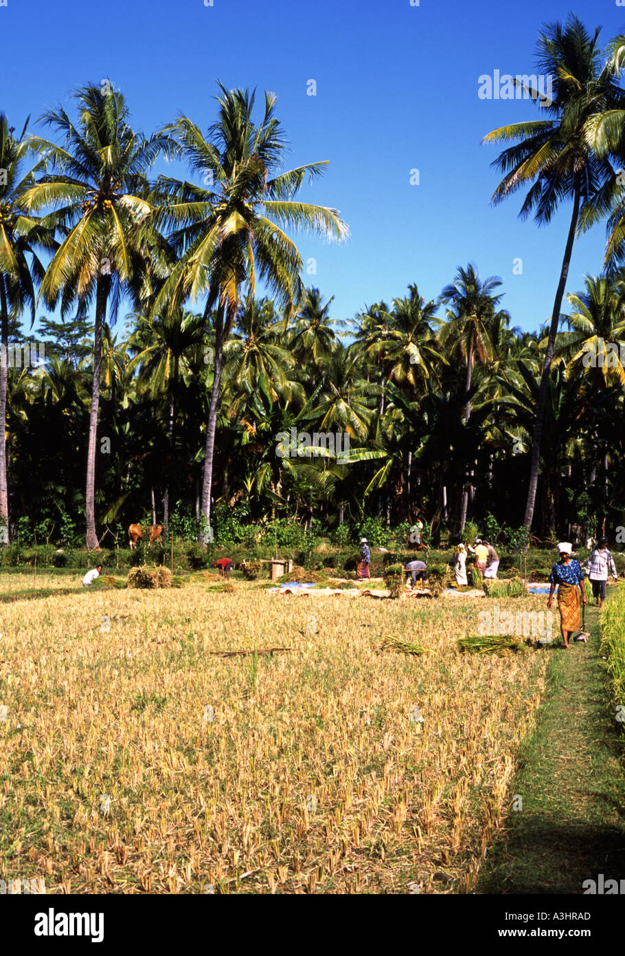 Rice flails hi-res stock photography and images - Alamy