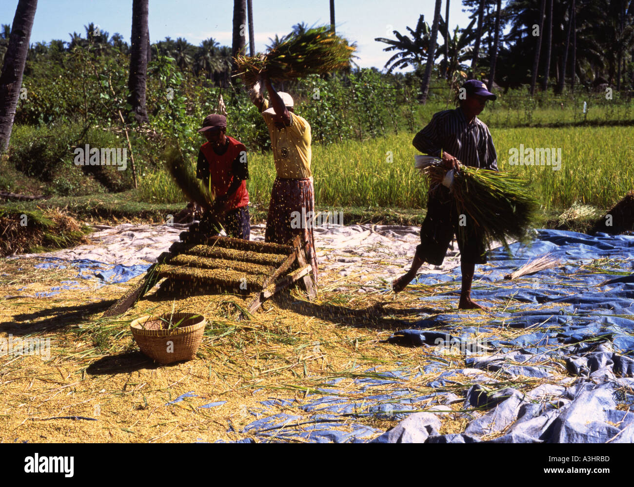 Rice flails hi-res stock photography and images - Alamy