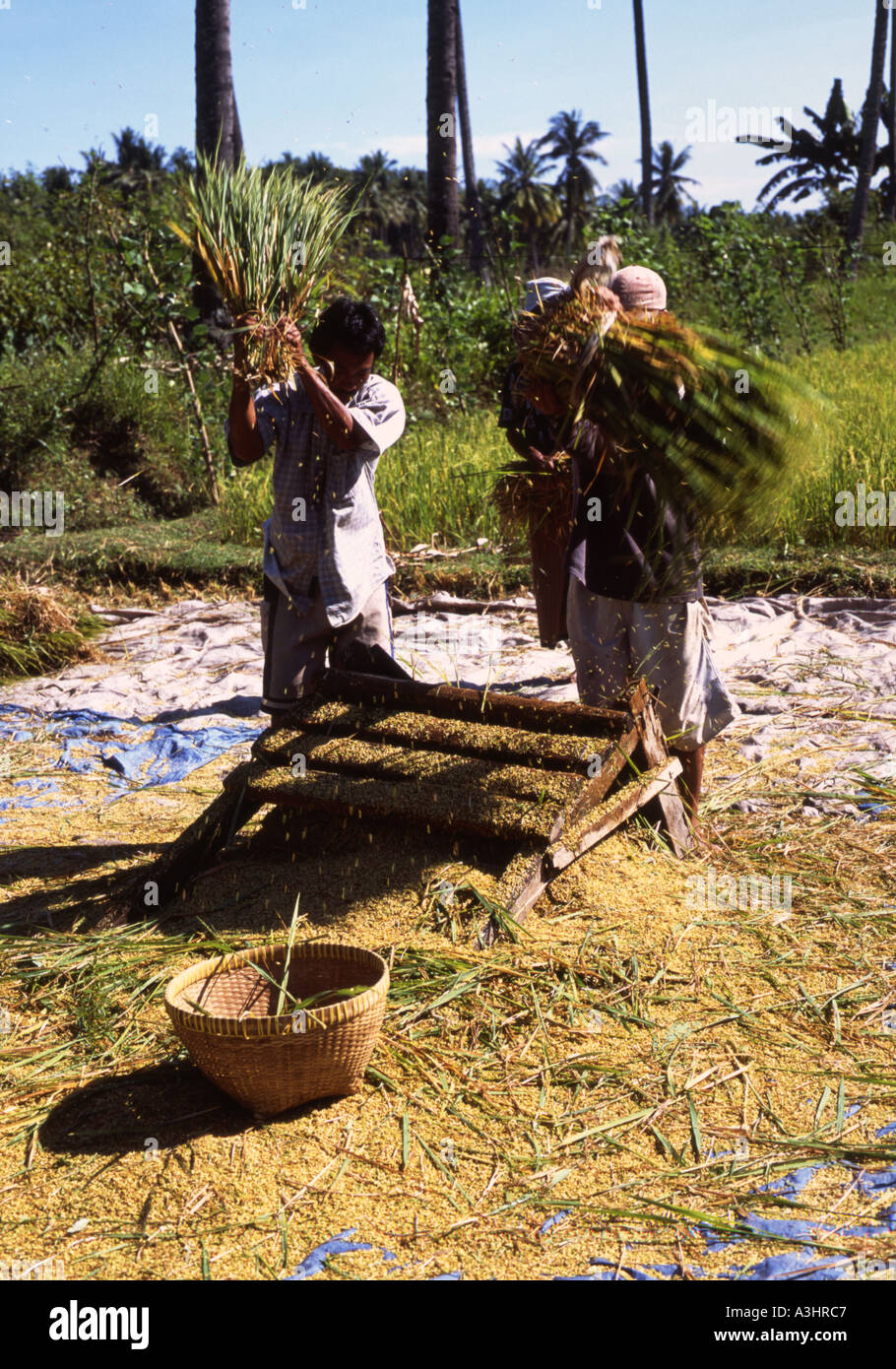 local field workers flay rice stalks whilst harvesting rice crop near ...