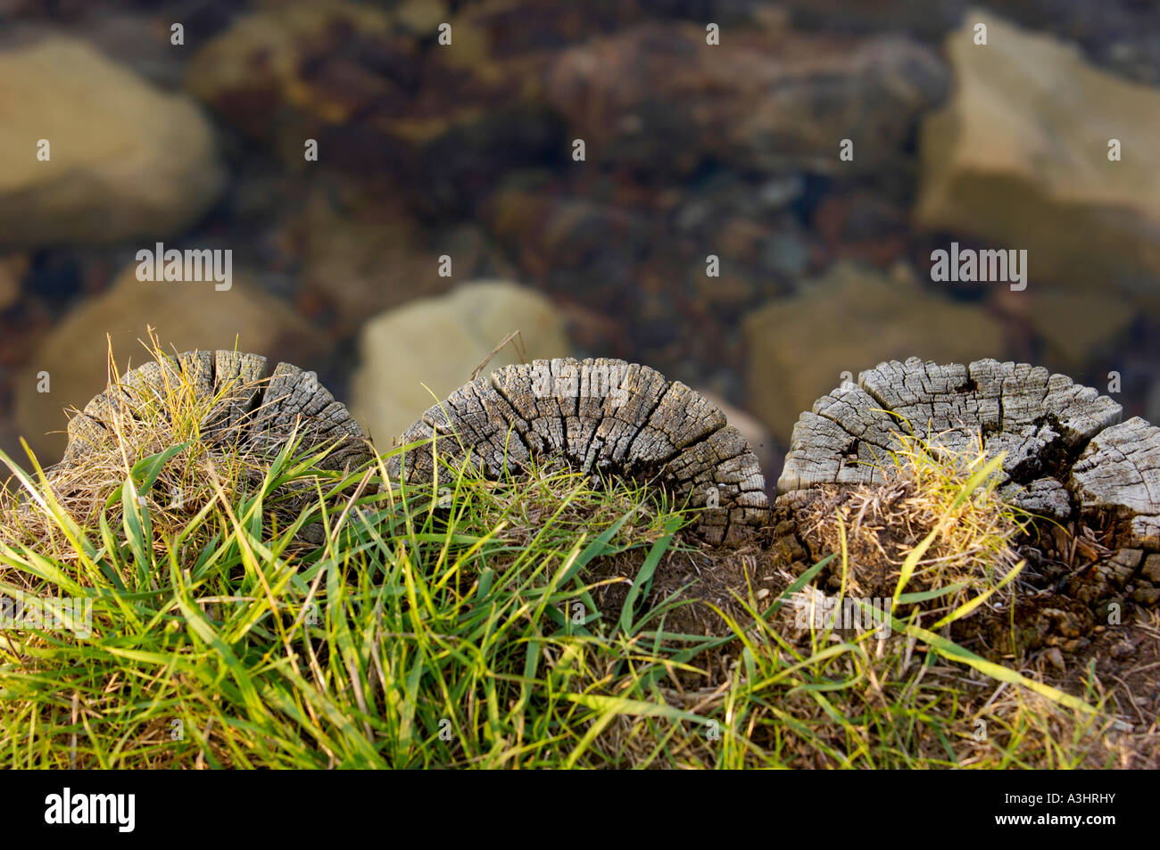 Vertical log retaining wall at the edge of a rocky water feature in a ...