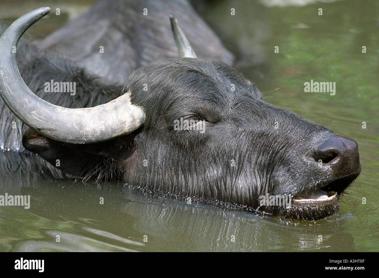 Animal mouth open buffalo hi-res stock photography and images - Alamy