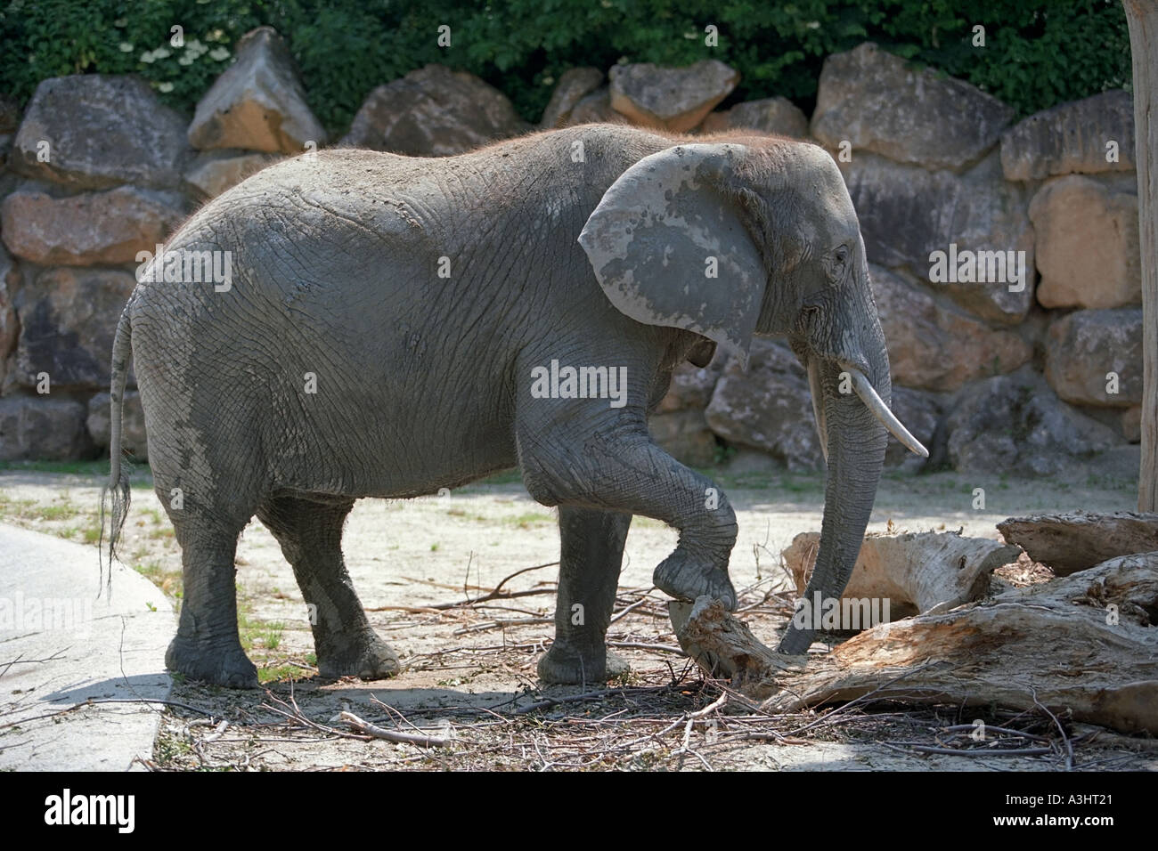 Austrian zoo hi-res stock photography and images - Alamy
