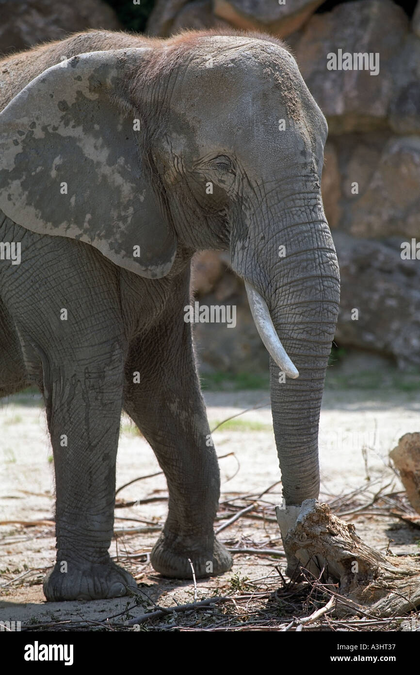 Vienna tiergarten schonbrunn hi-res stock photography and images - Alamy